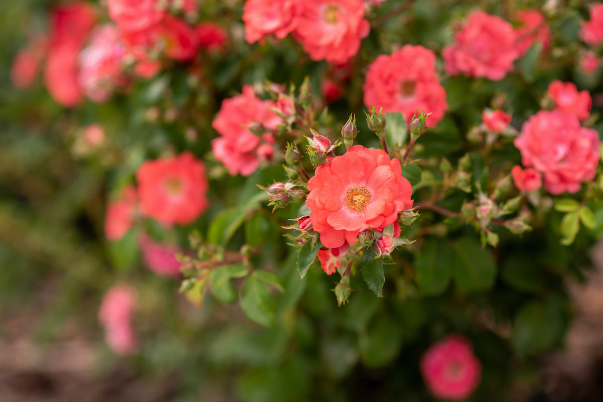 Landscaping With Drift Roses | Planting Tree - PlantingTree