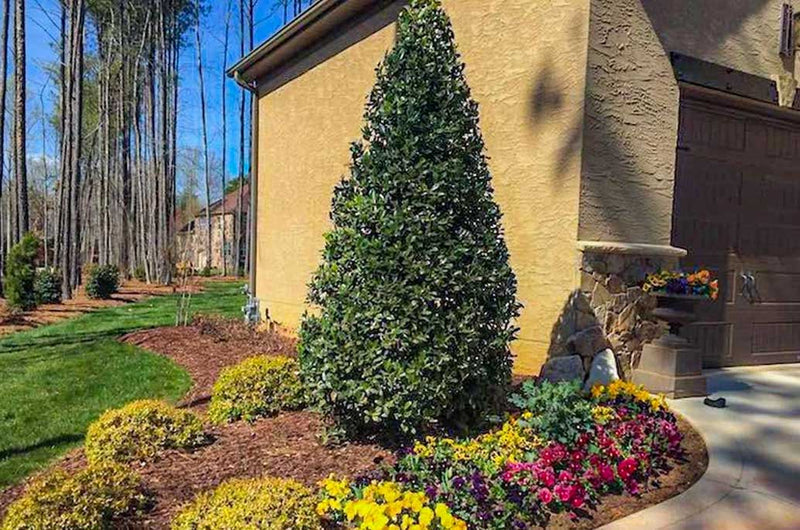 18 Species Of Holly Trees And Shrubs The Spruce Sweetgum Full Standard