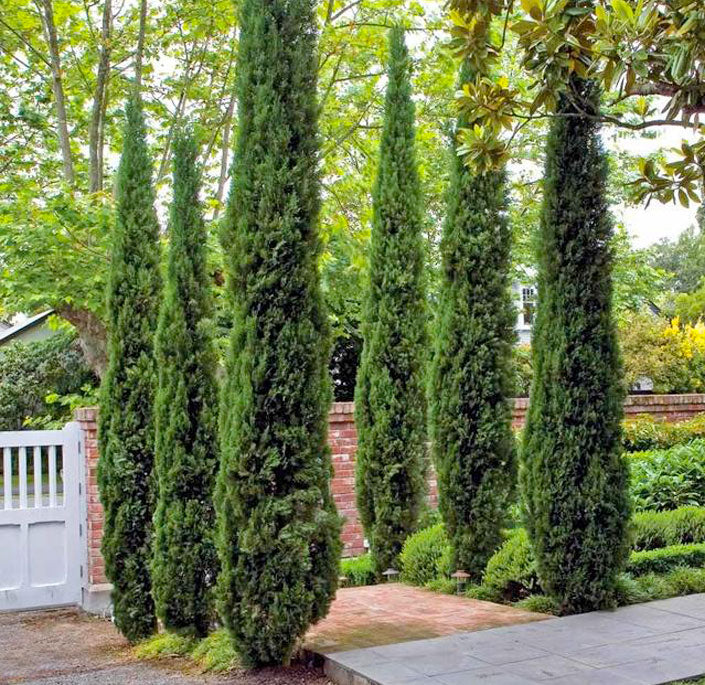 Italian Cypress | An Elegant Landscape Feature - PlantingTree