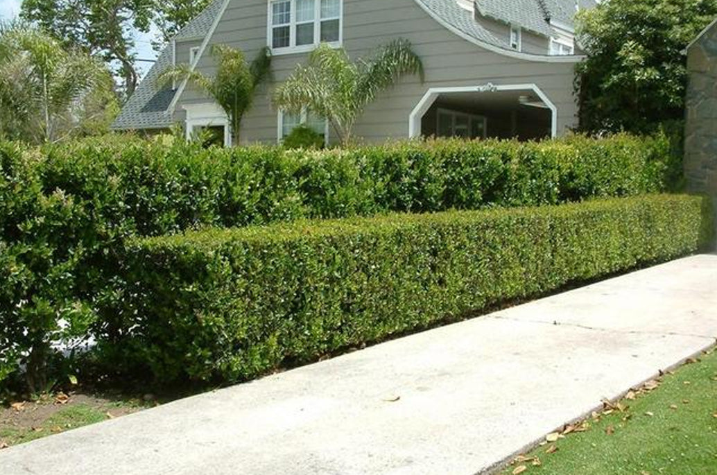 Privacy Trees and Hedges - PlantingTree