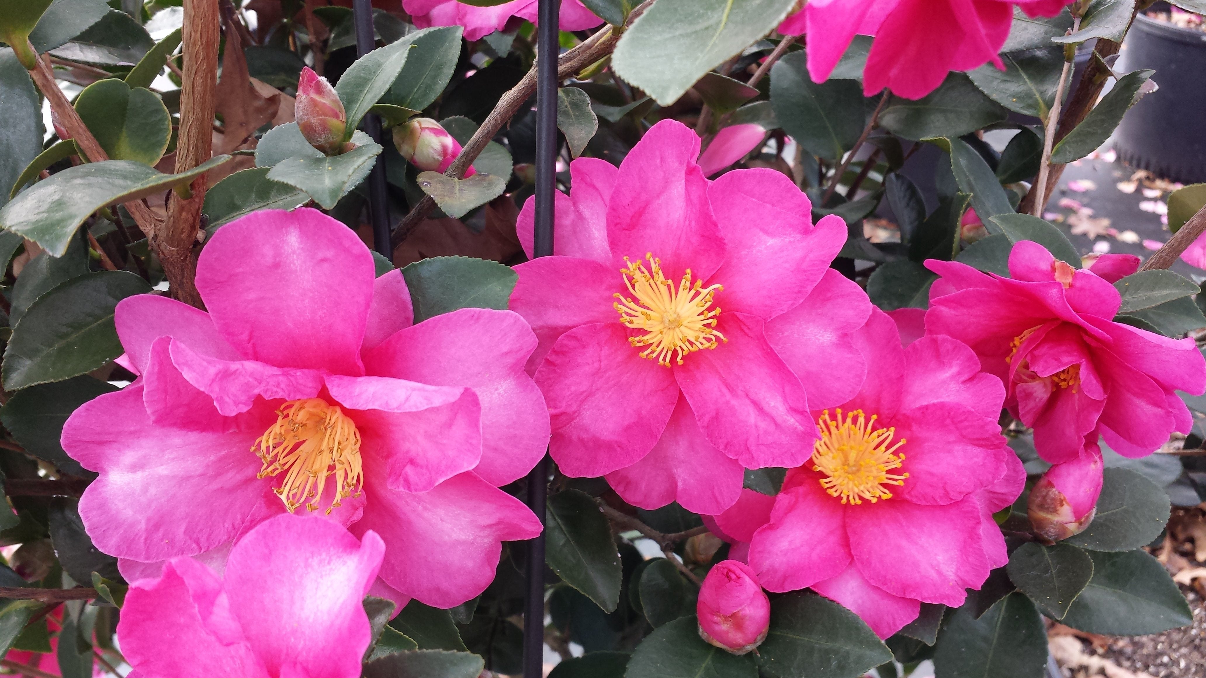 Camellia Plant In Pot
