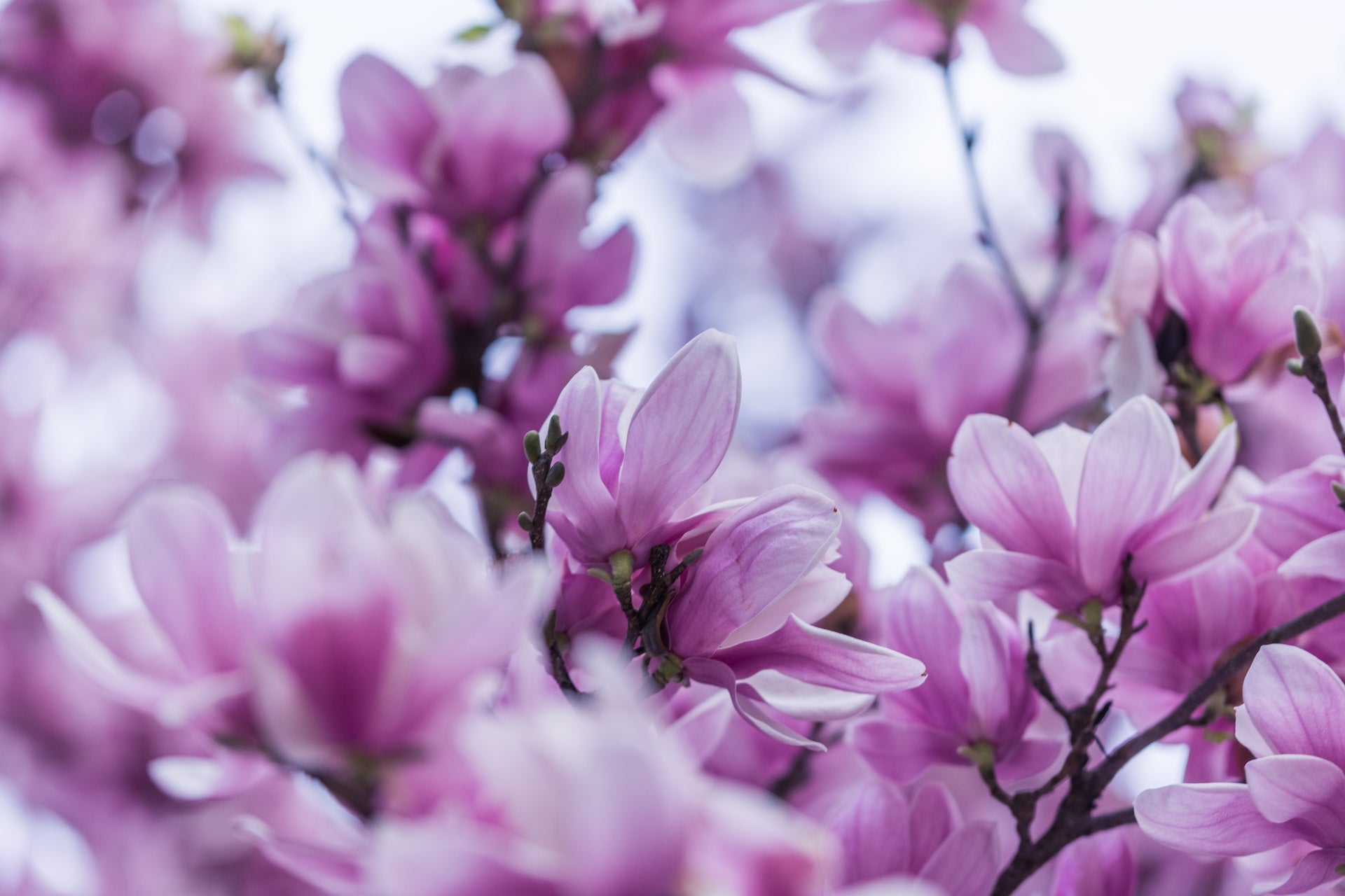 Dwarf Magnolia Trees | Beautiful & Fragrant | PlantingTree - PlantingTree