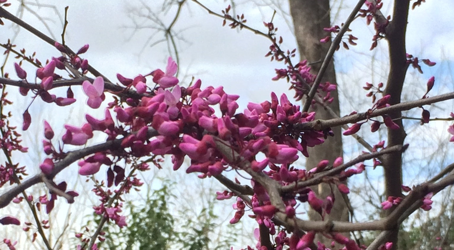 Eastern Redbud Facts - PlantingTree