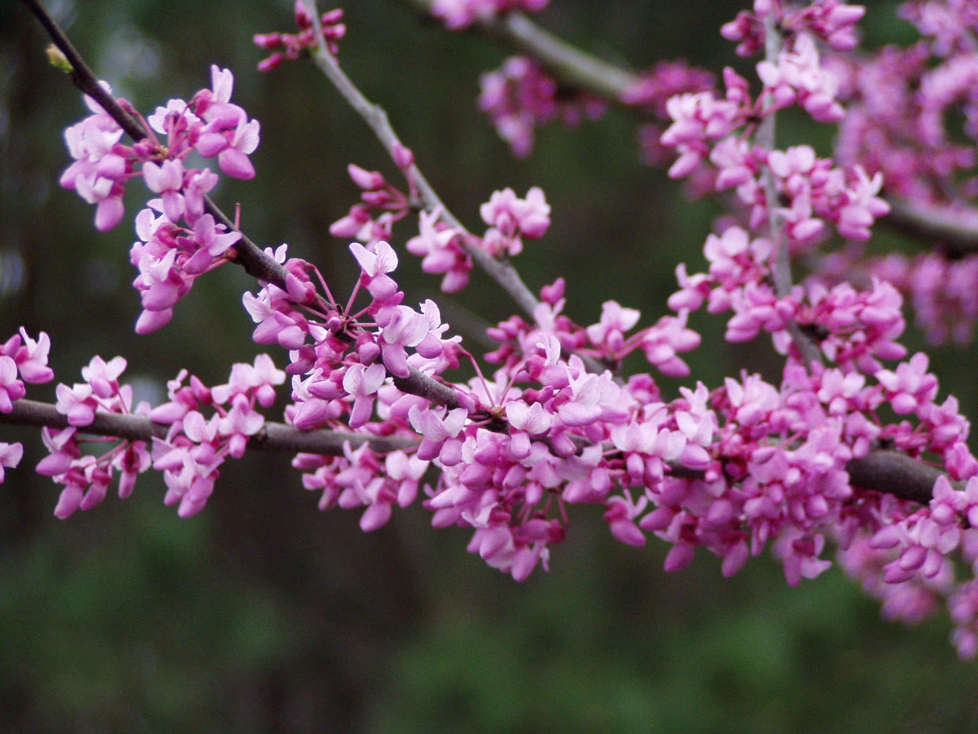 Spring Blooming Trees | Let's Talk About It - PlantingTree