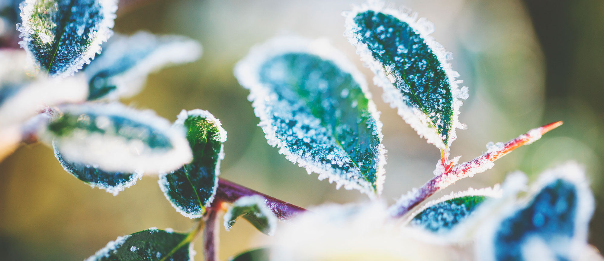 Winterizing Your Yard: How to Protect Plants from Frost - PlantingTree