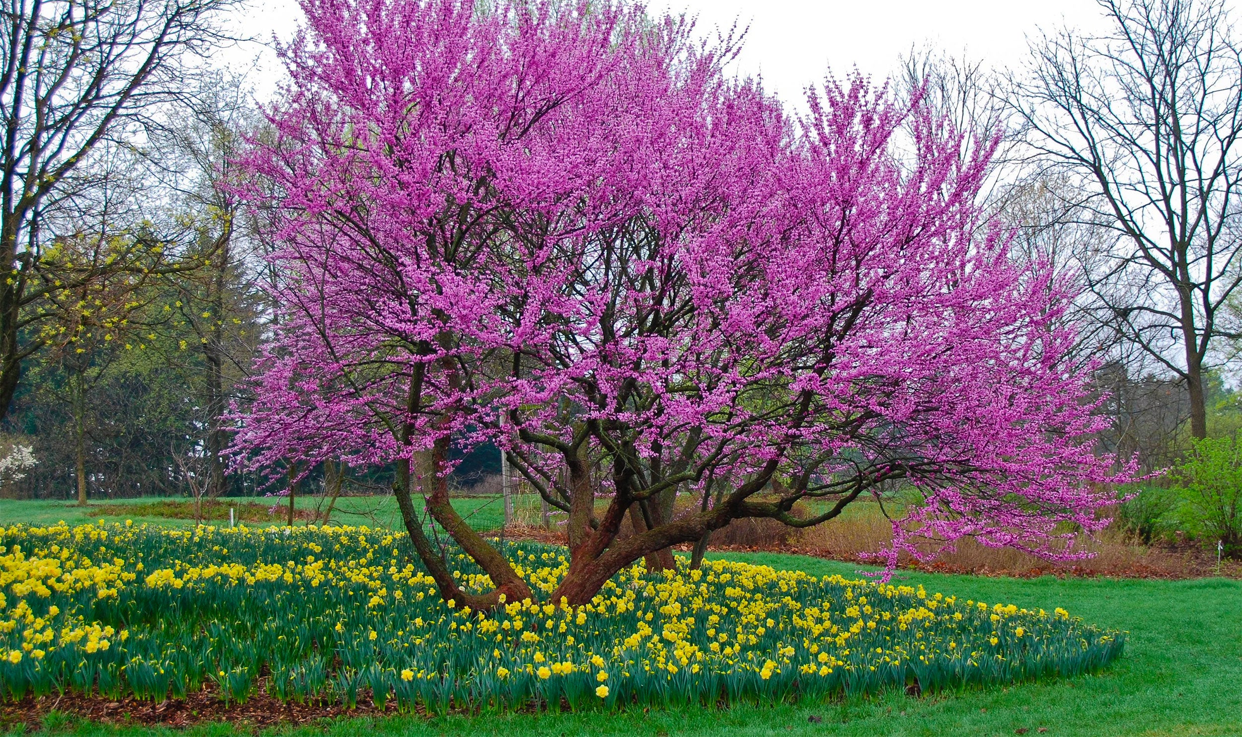 Redbud Tree Care: The Best Practices - Tips Tree Planting