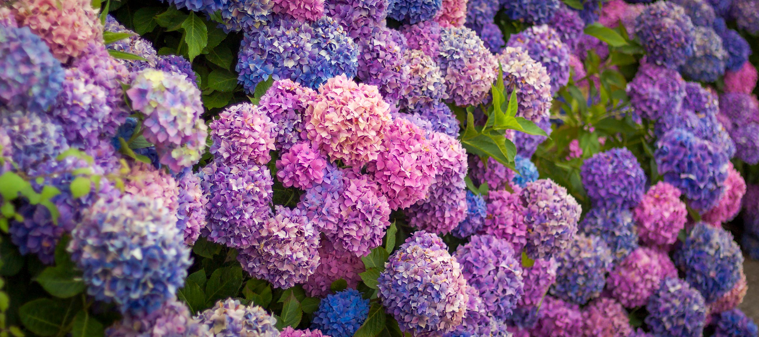 Hydrangea Types | What Are Your Choices? - PlantingTree