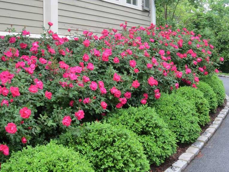How to Plant Shrubs - PlantingTree