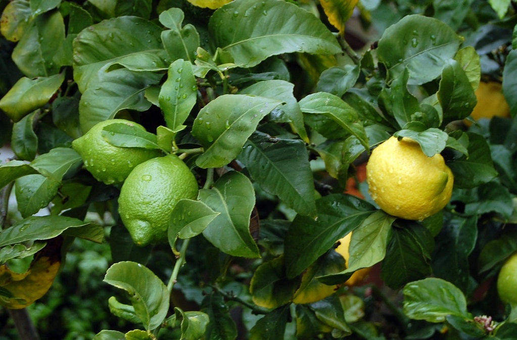 Difference Between Lime And Lemon Tree