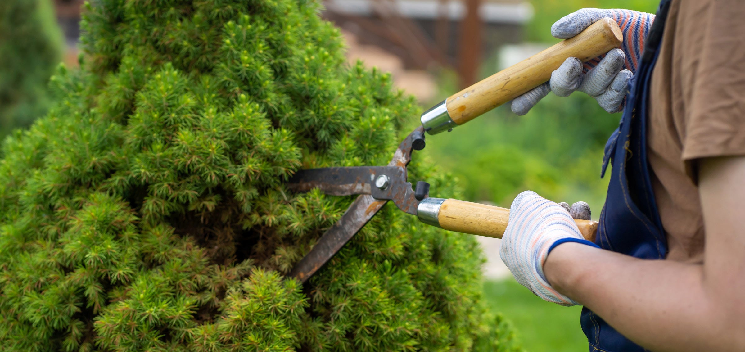 How to Prune Shrubs - PlantingTree