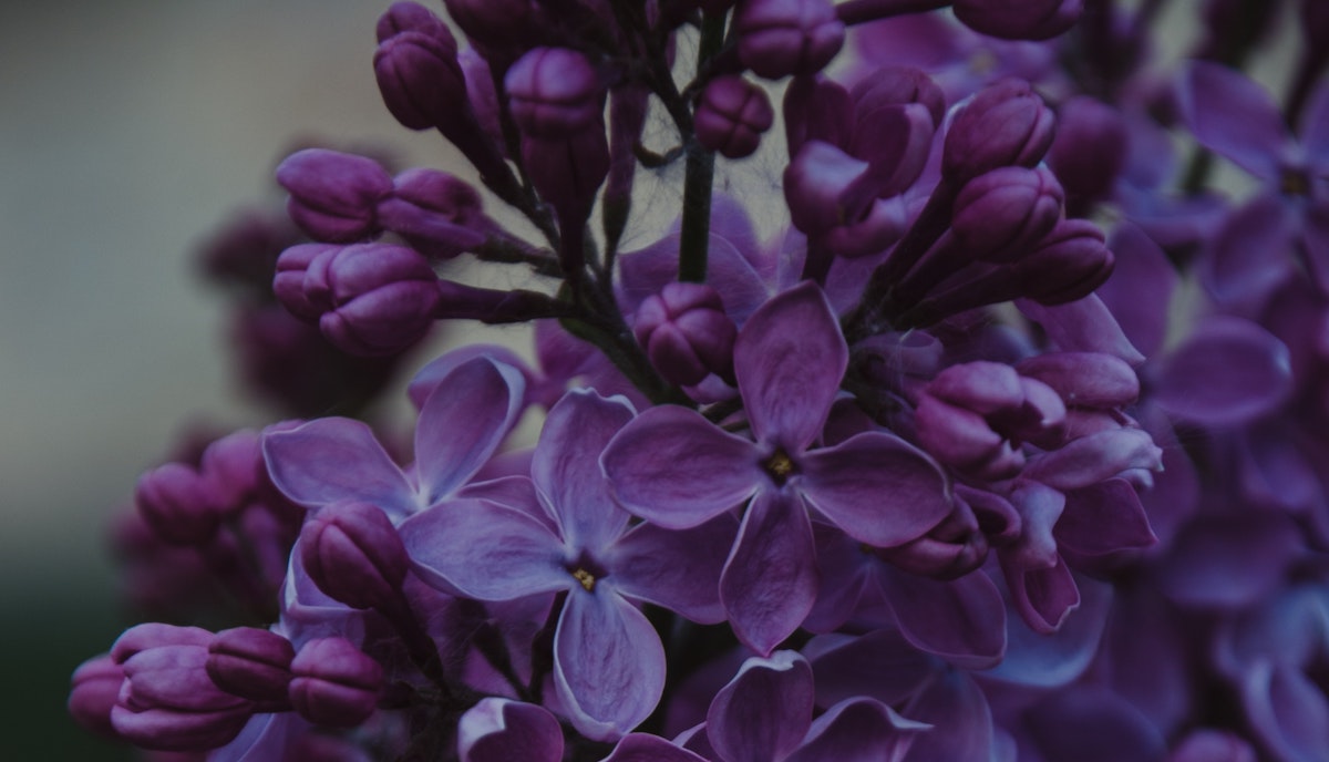 Reblooming Lilacs: 3 Seasons Of Blooming Beauty | Planting Tree ...