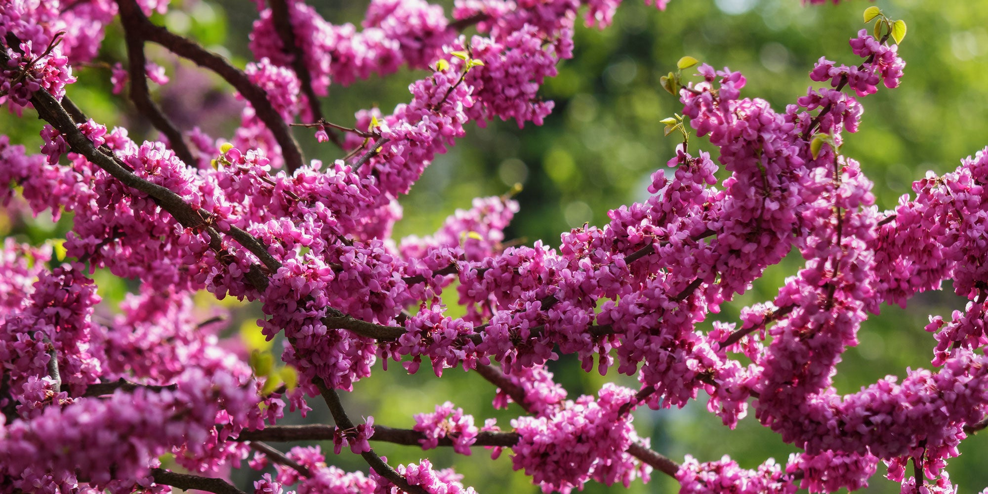 Redbud Tree Varieties A Colorful Addition To Your Landscape Tips