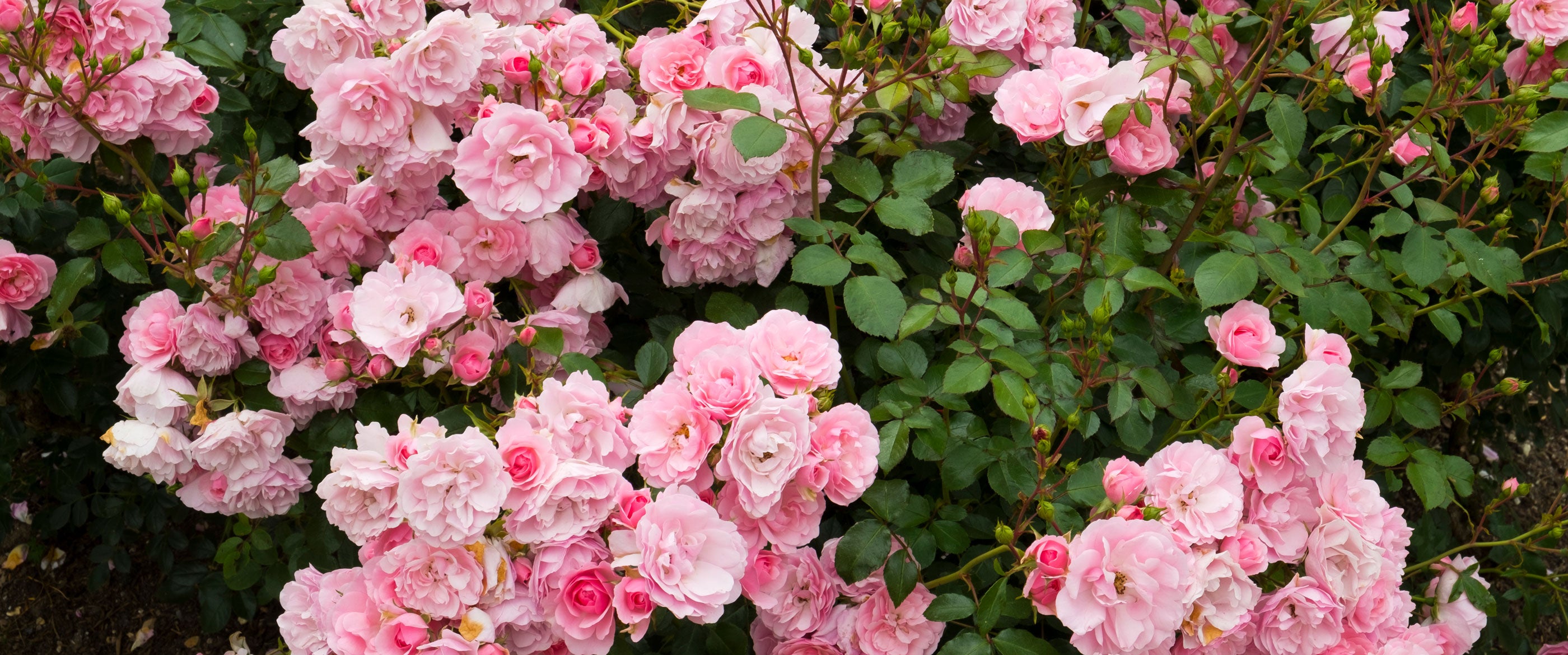 Drift Rose Care | From Care Tips To Landscape Ideas - PlantingTree