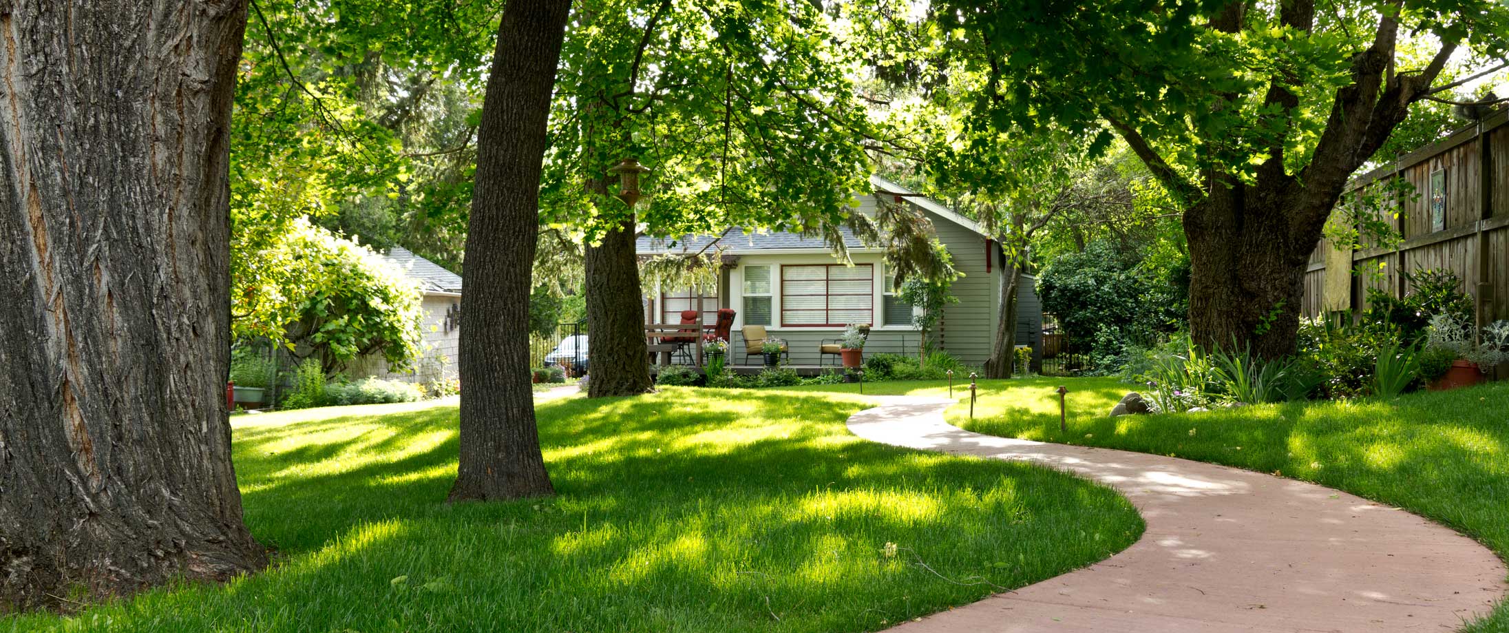 Best Shade Trees | Best Selling Shade Trees - PlantingTree