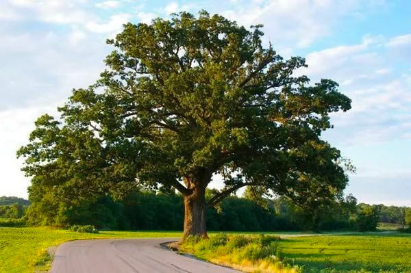 Shumard Oak | A Fast Growing Native Tree - PlantingTree