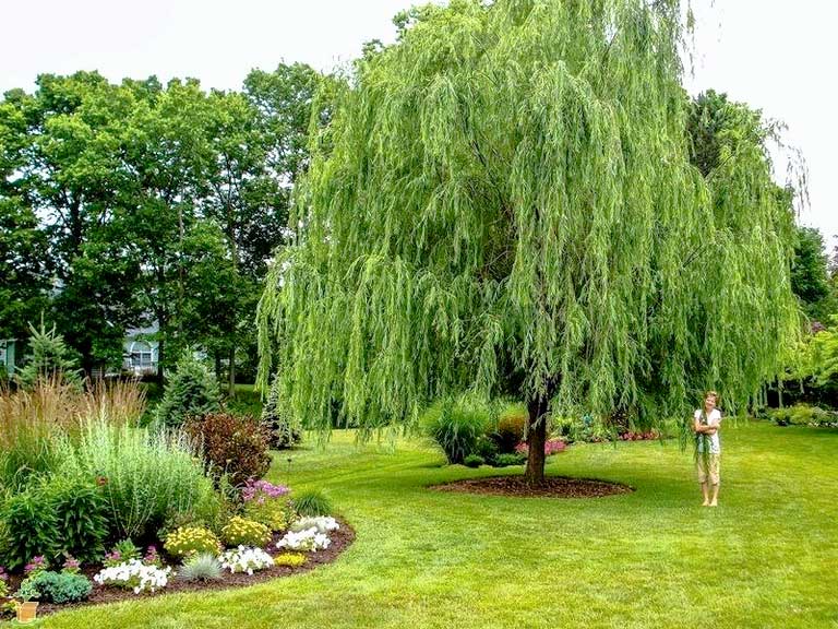 Willow Trees for Sale | The Perfect Shade Trees - PlantingTree