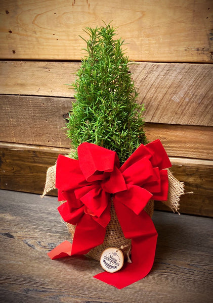 Rosemary Christmas Tree
