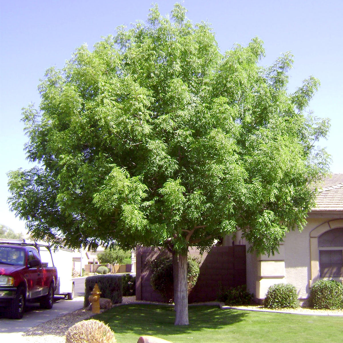 Chinese Pistachio Tree Information