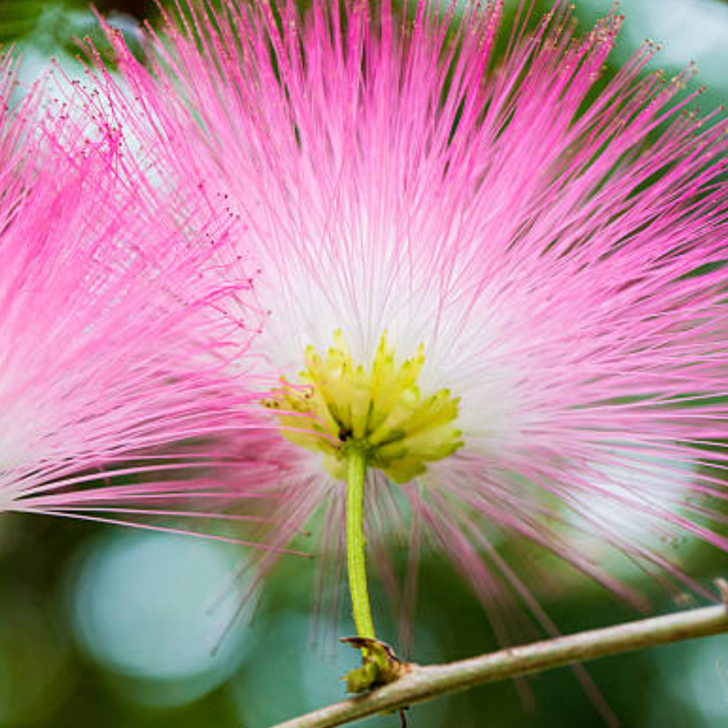 Pink Mimosa Flower