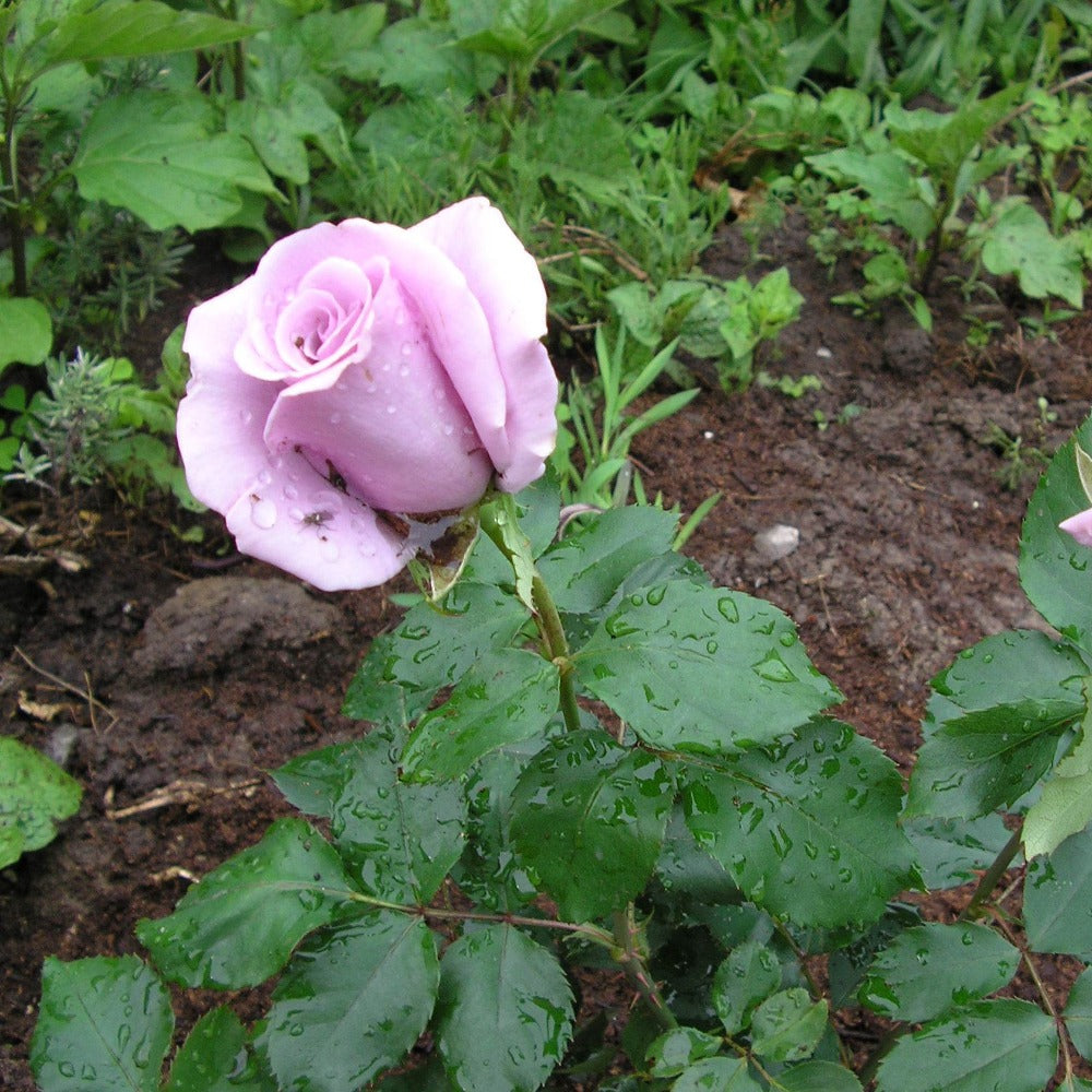 Angel Face Climbing Rose Rose 'Angel Face' Climber Hello Hello