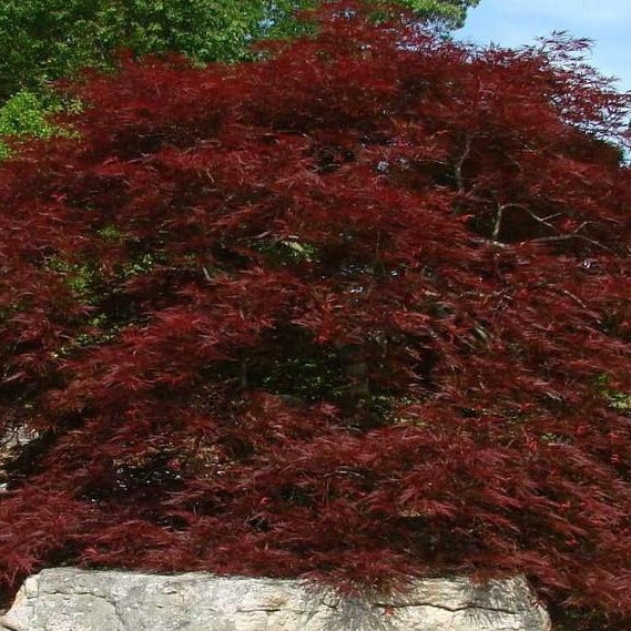 Red Acer