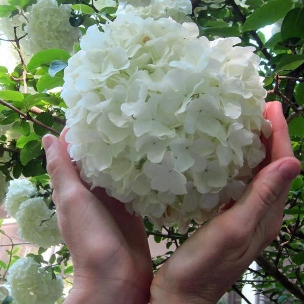 Snowball Bush Hydrangea