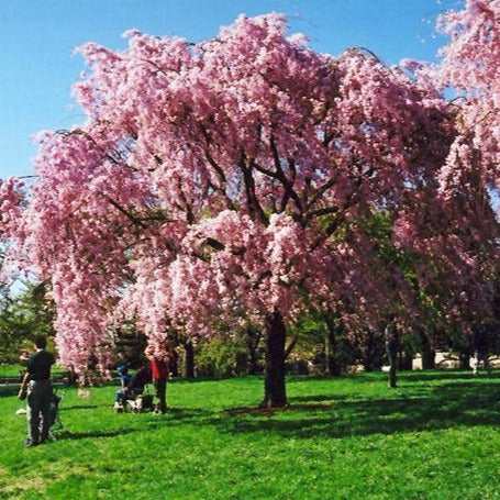 Pink Willow Trees