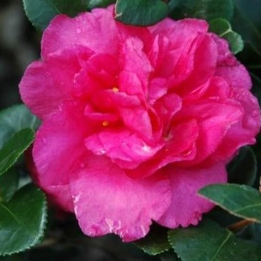 Shishi Gashira Camellia | Pink Blooming Evergreen - PlantingTree