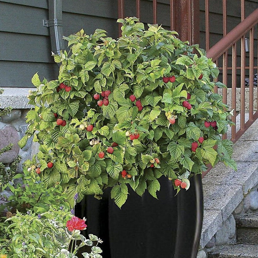 Raspberry Plant In Pot