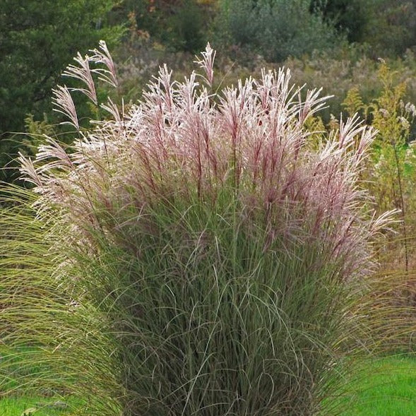 Morning Light Miscanthus Maiden Grass Plantingtree