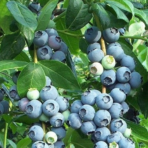 Blueberry Trees