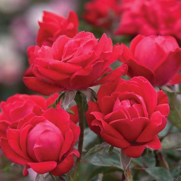 Red Rose Tree