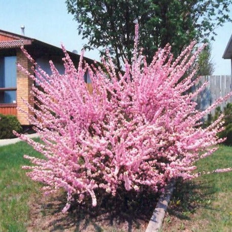 Flowering Almond Bush Information