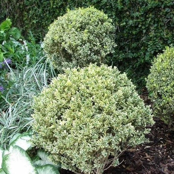 Variegated Boxwood