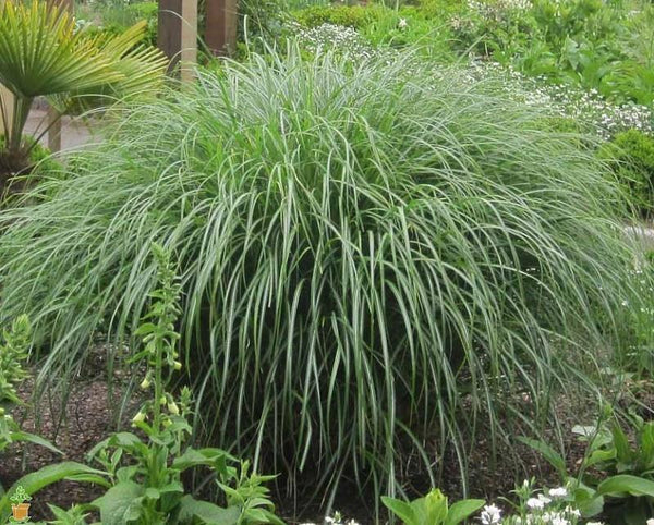 Adagio maiden grass store