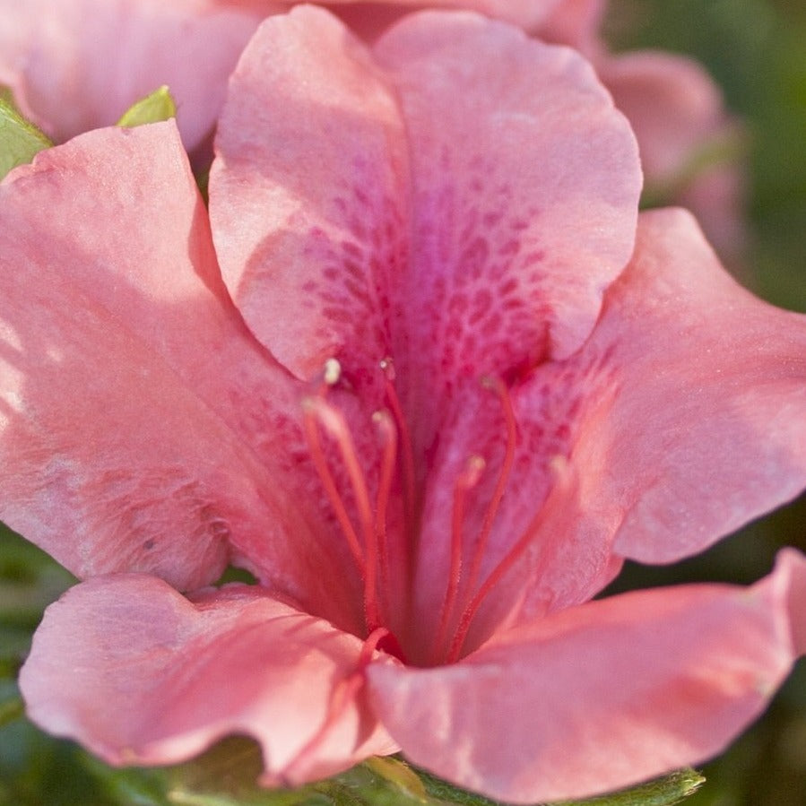 Autumn Coral Encore Azalea | Coral Pastel Blooms - 1 Gallon - PlantingTree