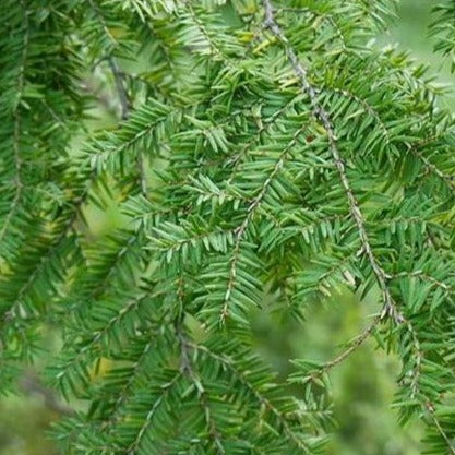 Eastern Hemlock Canadian Hemlock Coniferous Forest Tsuga Heterophylla