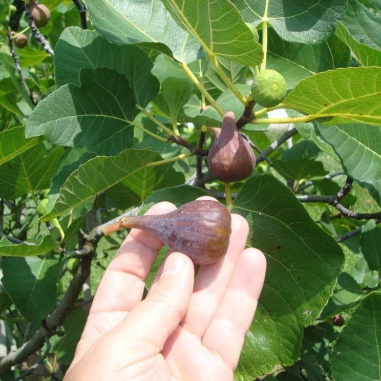 Celeste Fig Tree Size