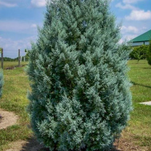 Blue Cypress Tree Types
