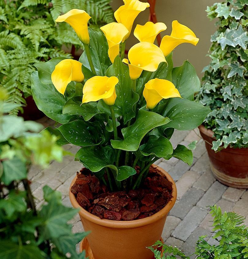 Yellow Calla Lily Flower