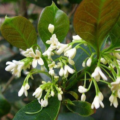 Fragrant White Flowering Trees