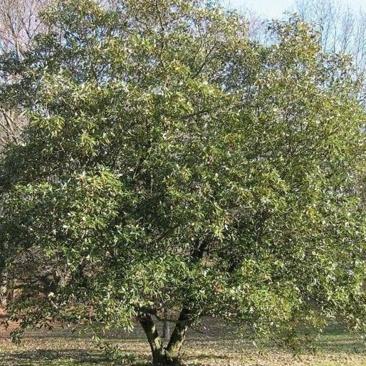 Sweetbay Magnolia Moonglow