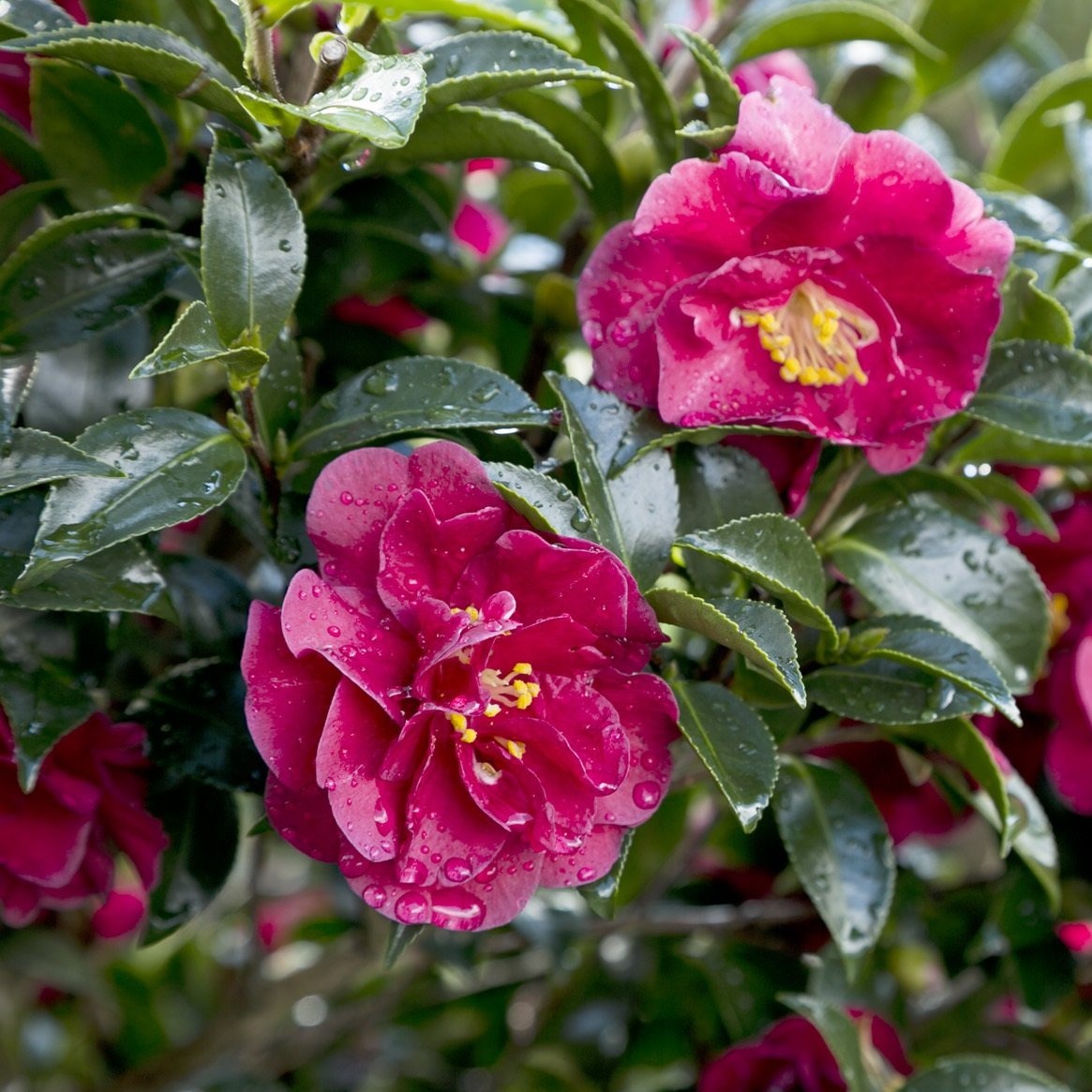 October Magic Ruby Camellia | Beautiful Red Blooms - PlantingTree