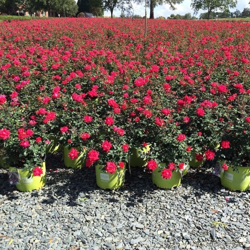 Double Red Knock Out Roses