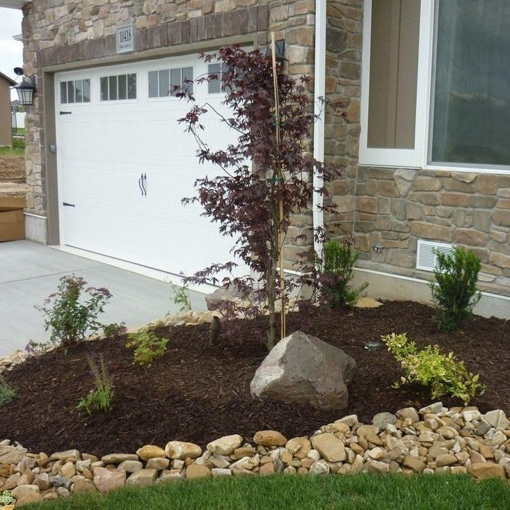 Japanese Maple Front Yard