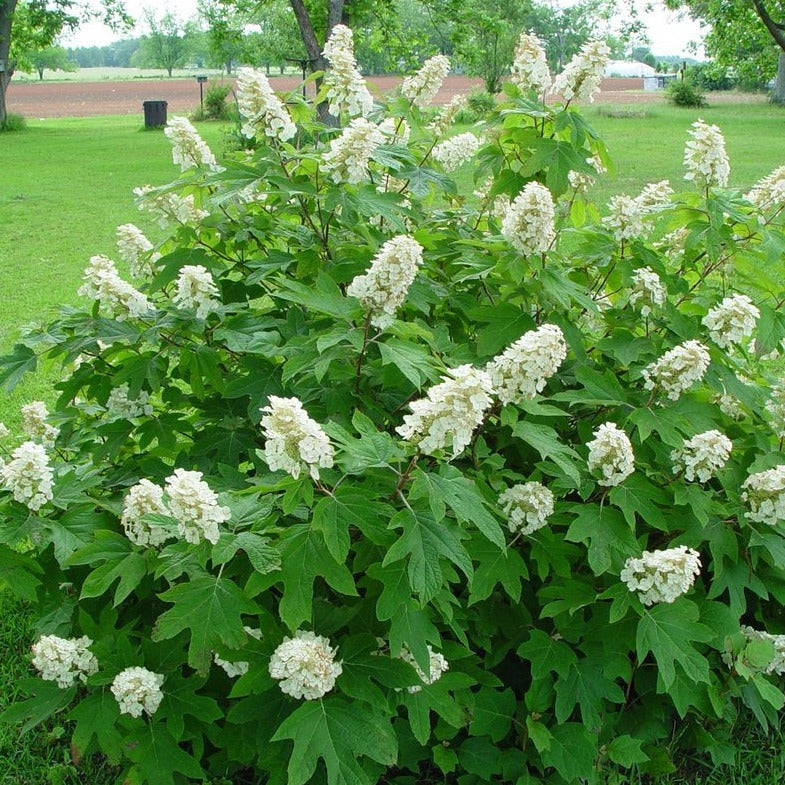 Alice Oakleaf Hydrangea - PlantingTree