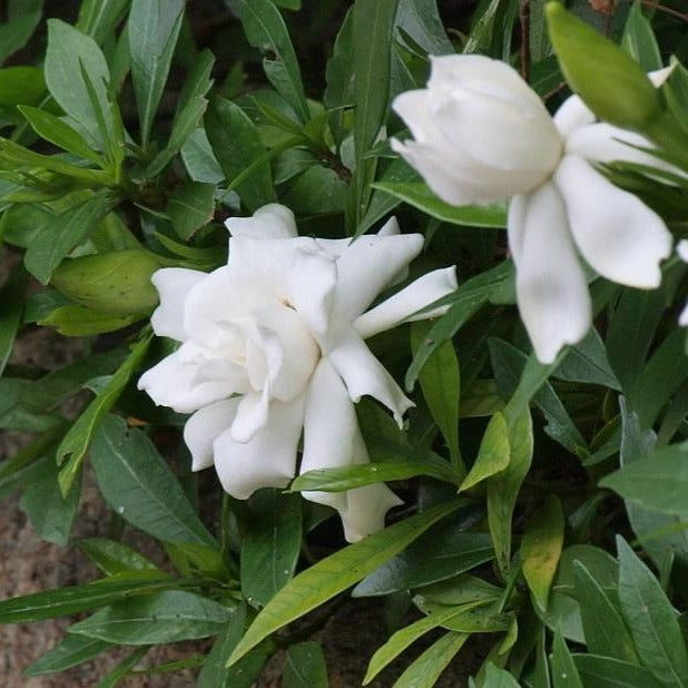Gardenia Radicans | Dwarf Radicans Gardenia - PlantingTree