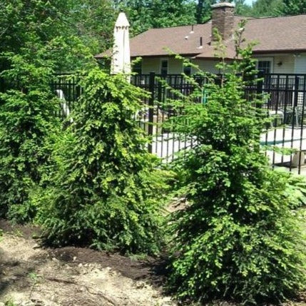 Canadian Hemlock Tree