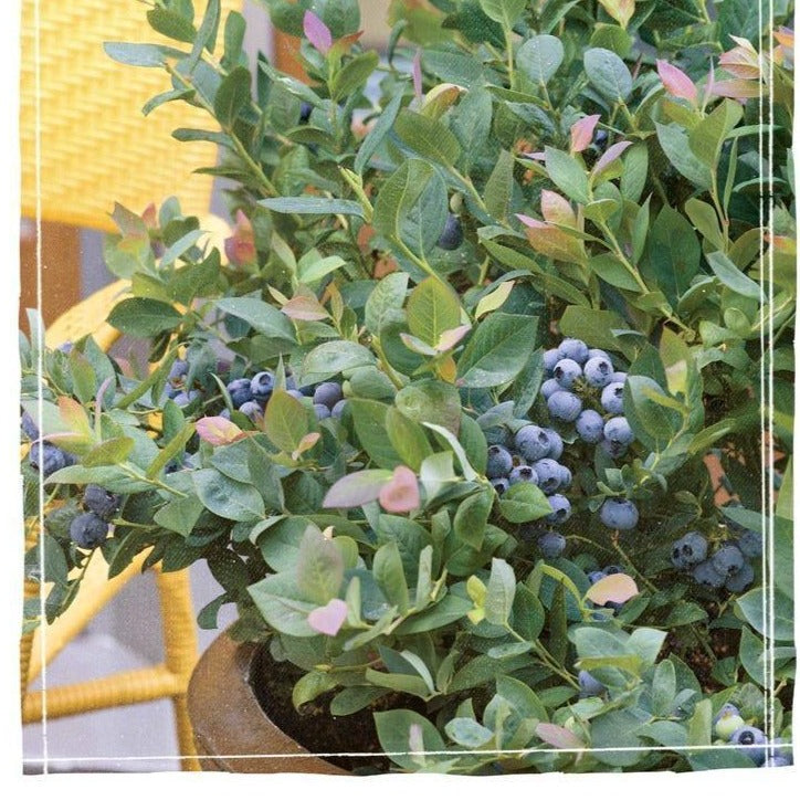 Bountiful Blue Blueberry Vaccinium Corymbosum Vaccinium Corymbosum