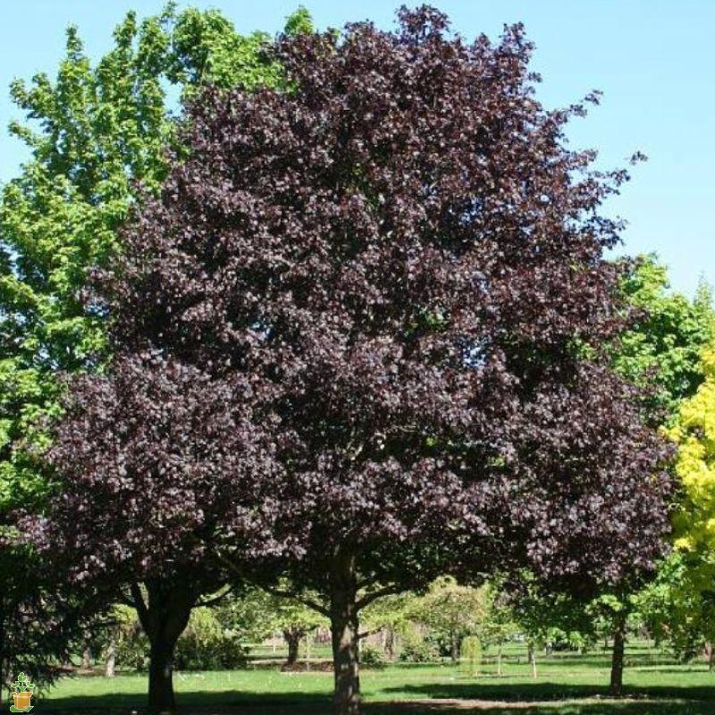 Crimson King Maple - PlantingTree